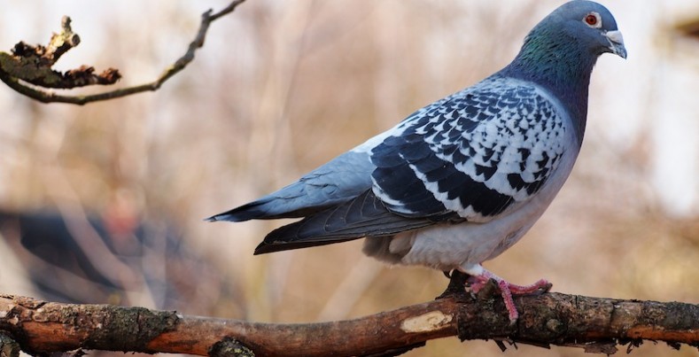 Pigeon Algorithm - What You Need To Know